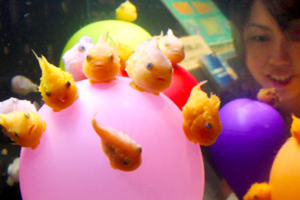 This cute little fish looks like Ponyo from Hayao Miyazaki’s animated ...