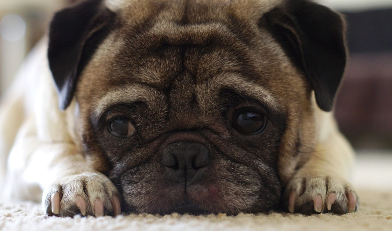 LOOK: Tumblr user explains the ‘horrible’ truth about Pugs