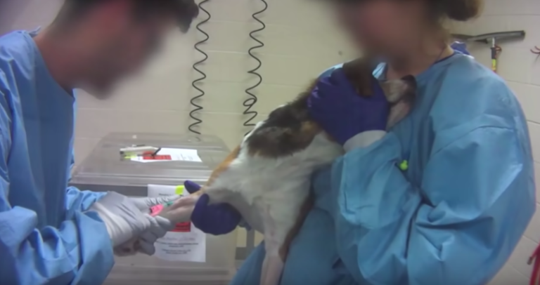 WATCH: These Beagles are made to suffer and die at the hands animal testers