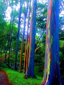 These 'rainbow' trees can be found in the Philippines–and they're a ...