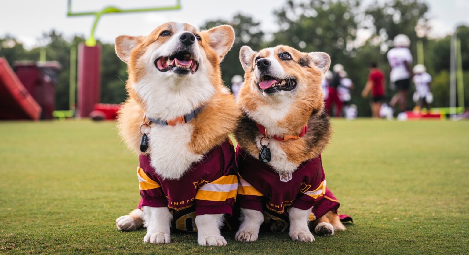 1/2 of internet’s famous corgi duo, 'Hammy and Olivia,' has passed away