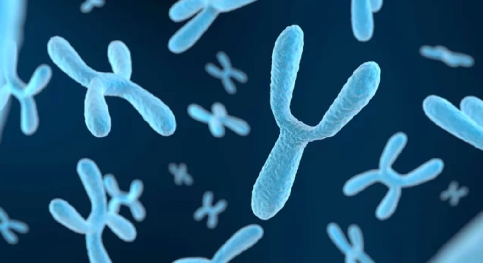 'Male extinction?': Study reports men’s Y chromosome faces slow decline
