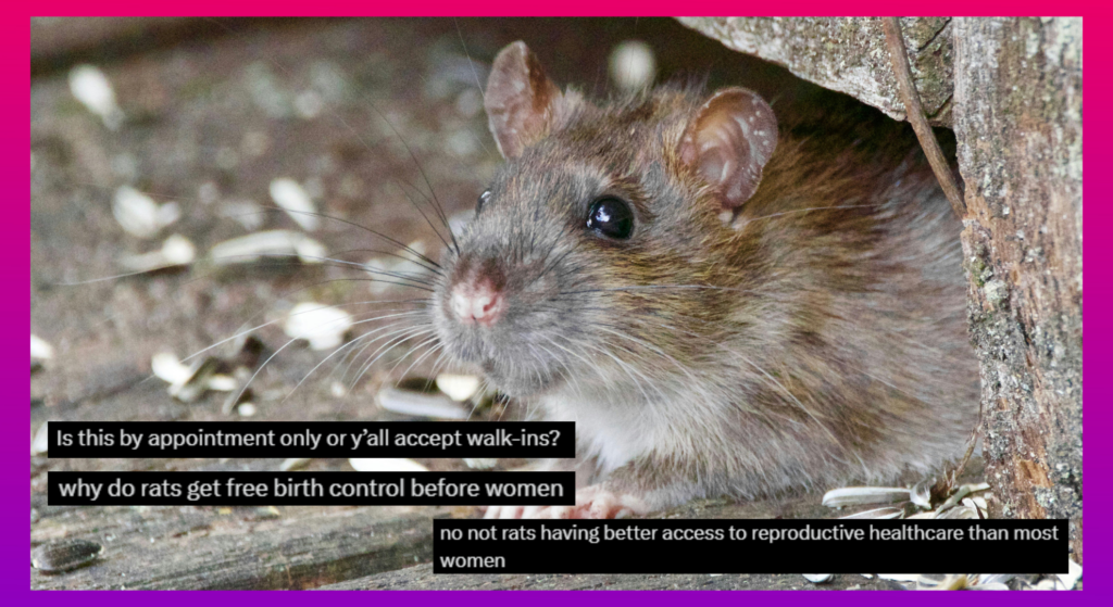 Rats on the pill: New York City Council passes bill for trial birth ...
