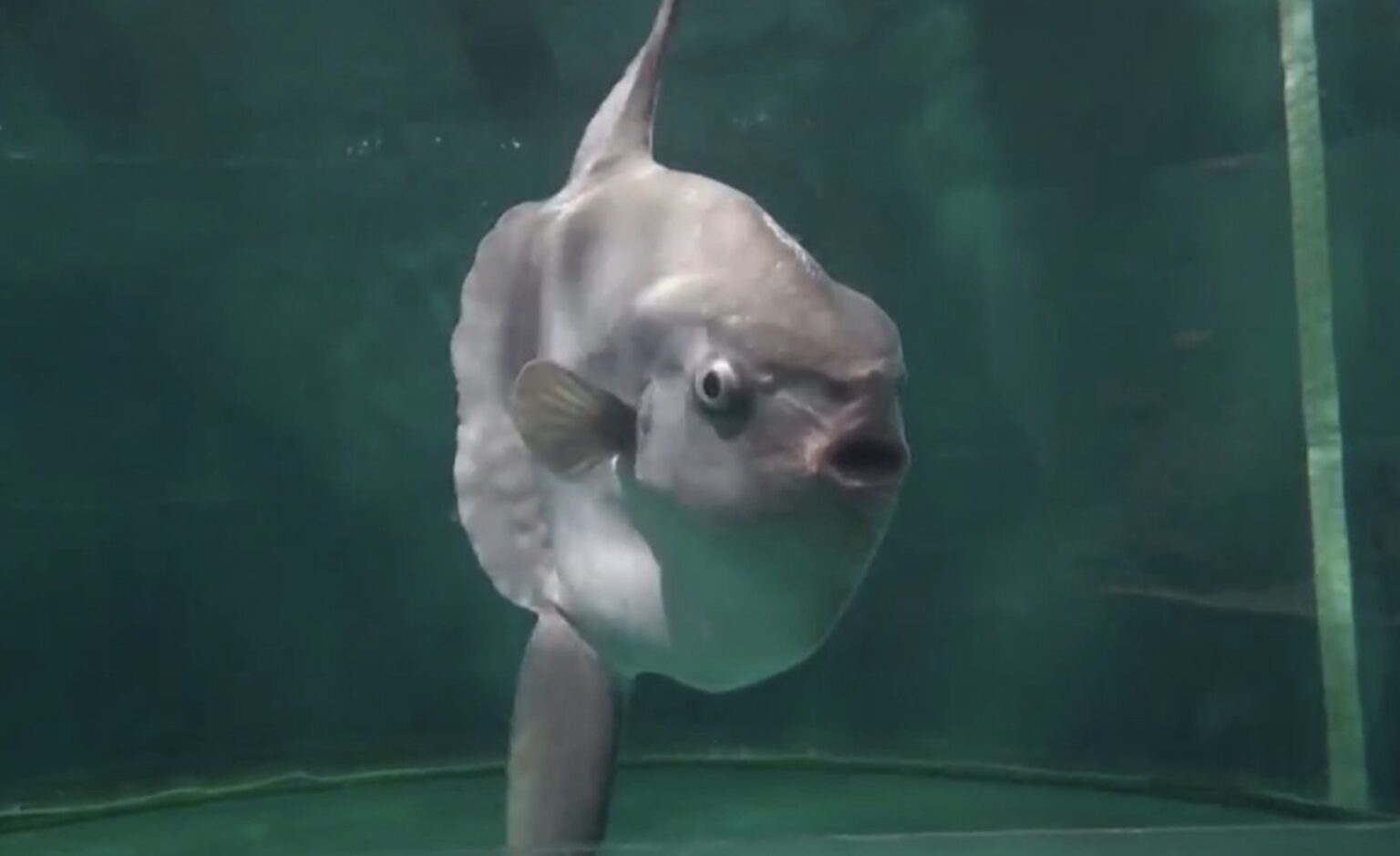 Lonely fish in a Japan aquarium gets a crowd of its own with DIY ...