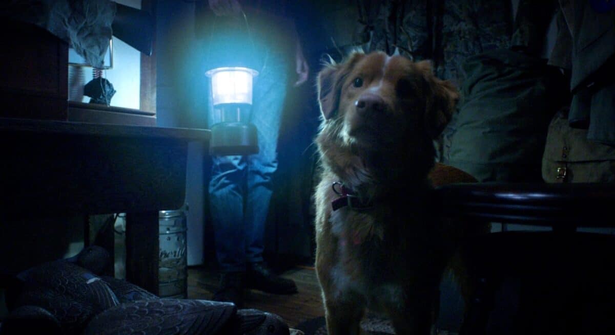 'Good Boy' delivers a cinematic experience through a dog's point of view