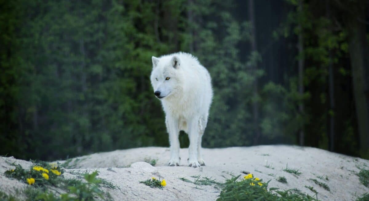 Scientists revive extinct dire wolf through biotech company's de ...