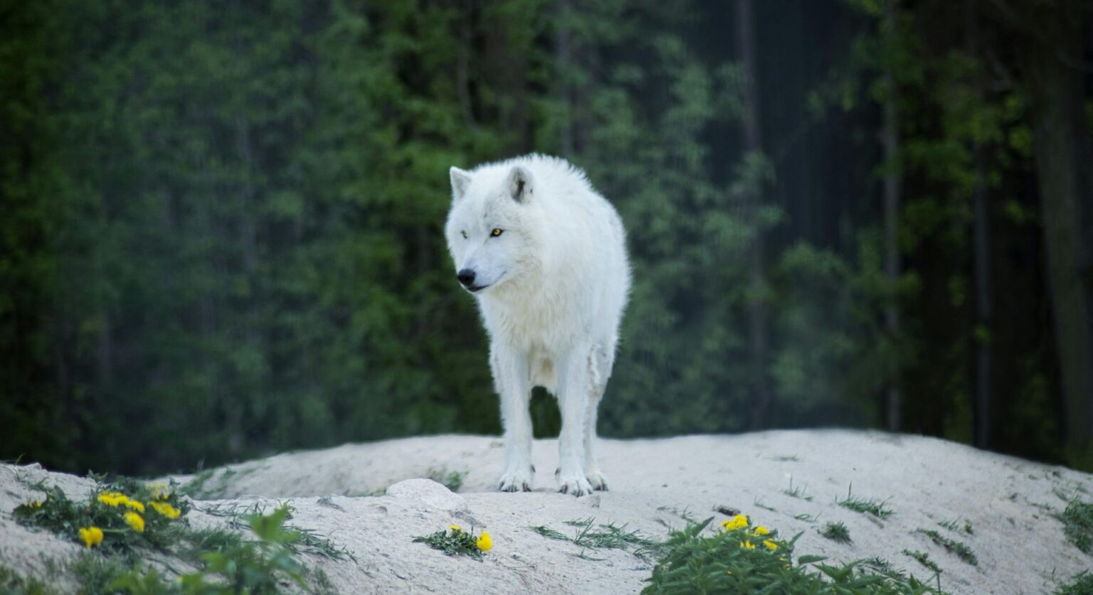 Scientists revive extinct dire wolf through biotech company's de ...