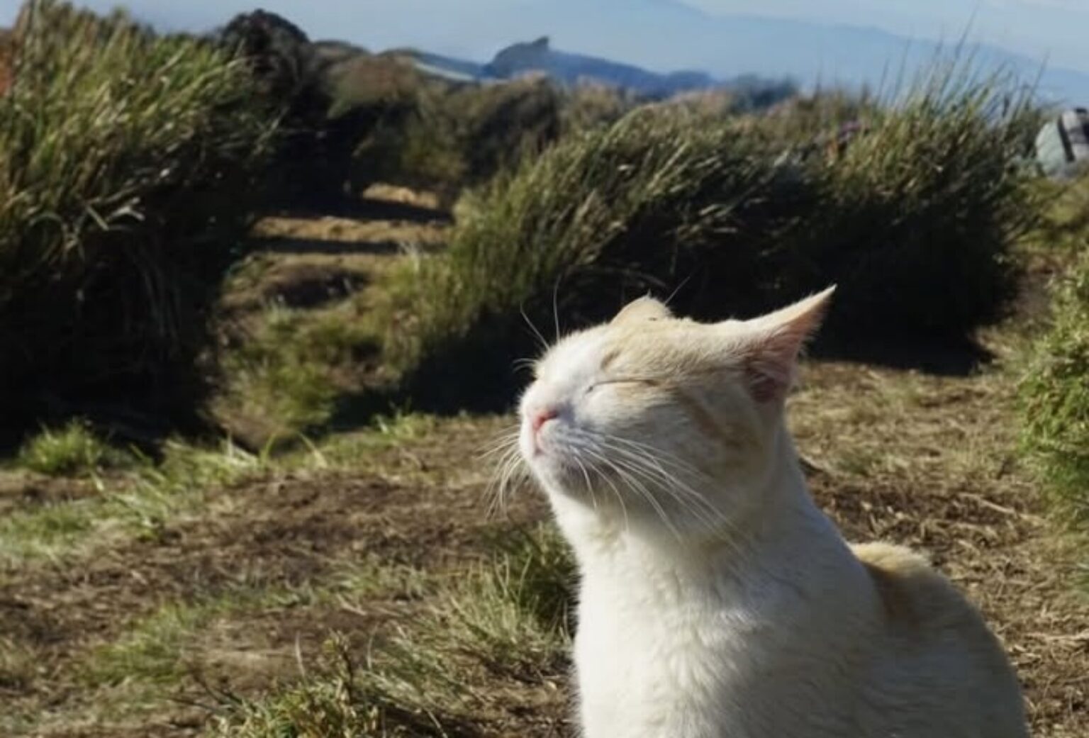 Animal rescue non-profit organization gives an update on what happened to Mt. Pulag's celebrity ...